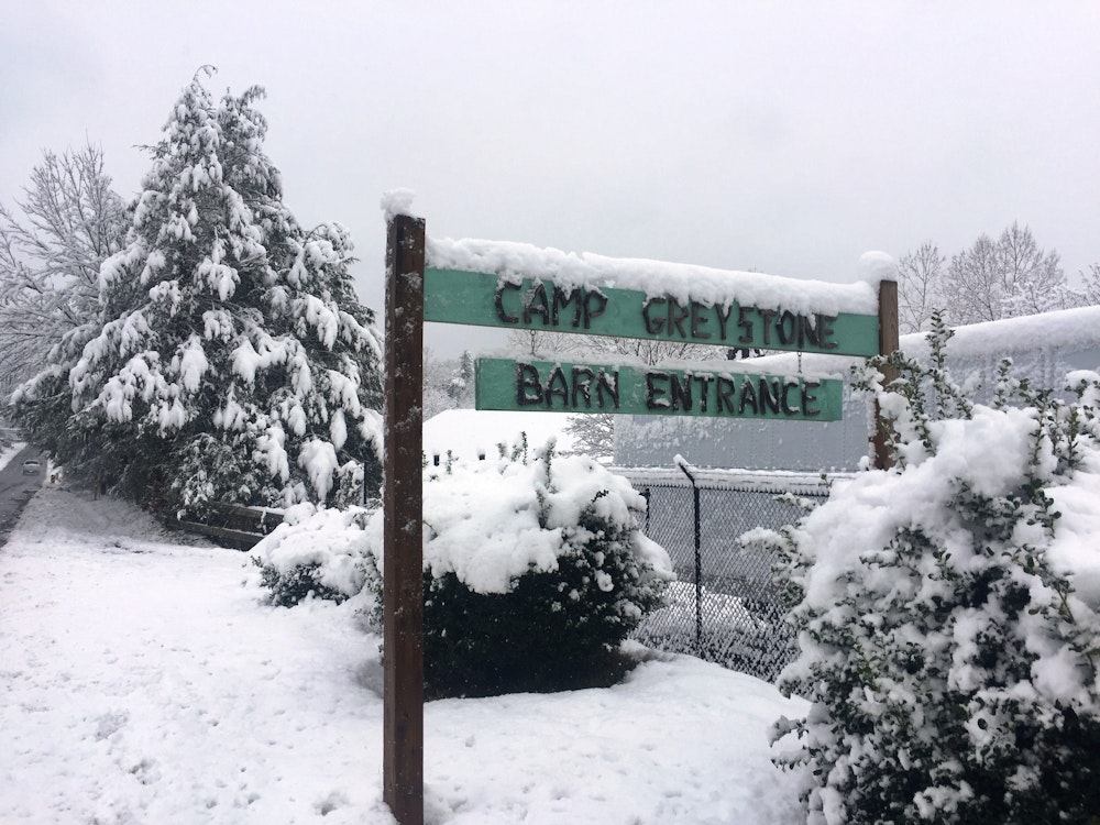 Horses in the Snow - Camp Greystone News
