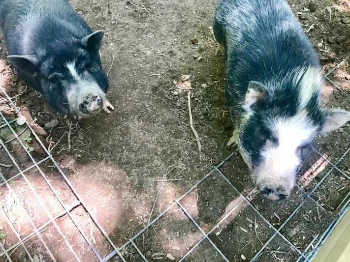 Catching up with our Camp Pigs - Camp Greystone News