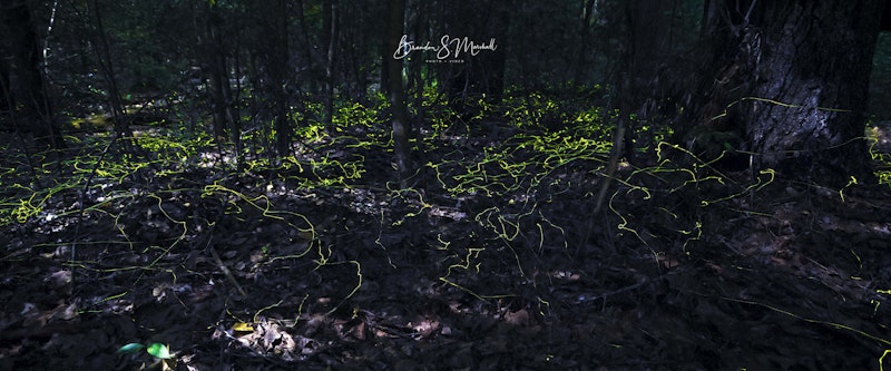 Reflecting on the Real Magic of Blue Ghosts