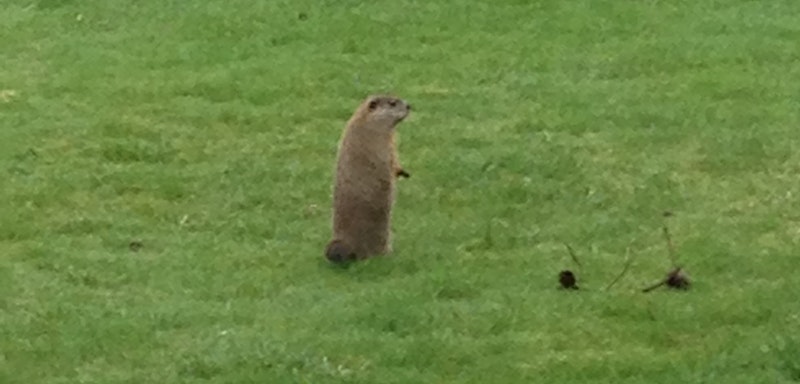Gus the Groundhog